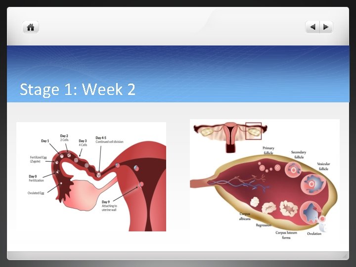 STAGES OF PREGNANCY Dr Amanda Atchoo CNM DNP