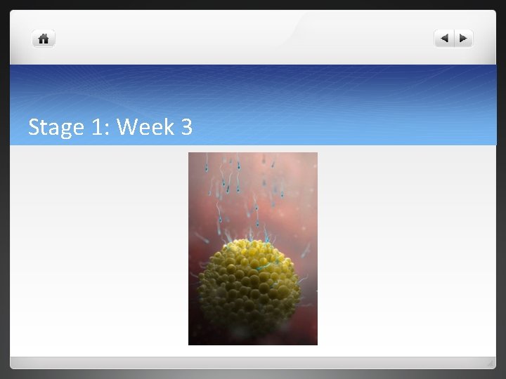 STAGES OF PREGNANCY Dr Amanda Atchoo CNM DNP