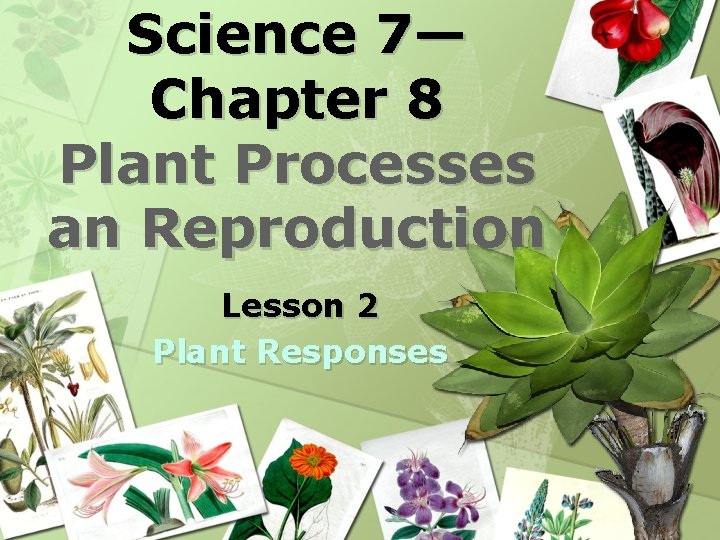 Science 7 Chapter 8 Plant Processes an Reproduction