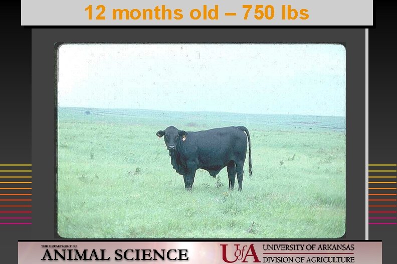 Poultry and Cattle Synergy Keith Lusby Head Department