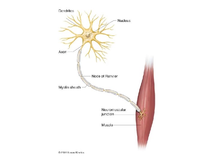 chapter Cardiovascular Structure Muscular and Systems Neuromuscular ...