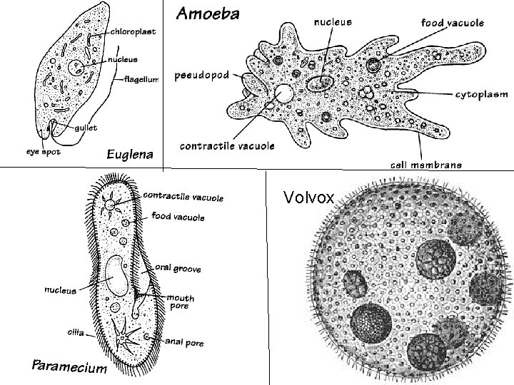 PROTISTS 4 EUGLENA AMOEBA PARAMECIUM VOLVOX What is