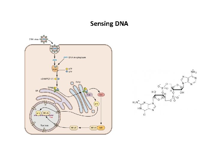 Lecture 13 Intrinsic and innate defenses The trouble