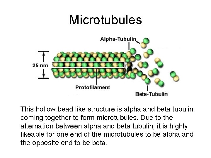 Assessing the Assembly Competence of Purified Alphaand BetaTubulin