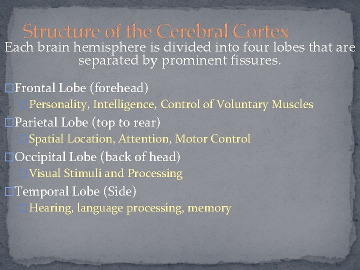 The Structures of the Brain The Brain Stem