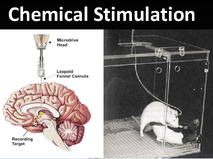 Neuroscience Techniques Intentional brain damage Lesions surgical ...
