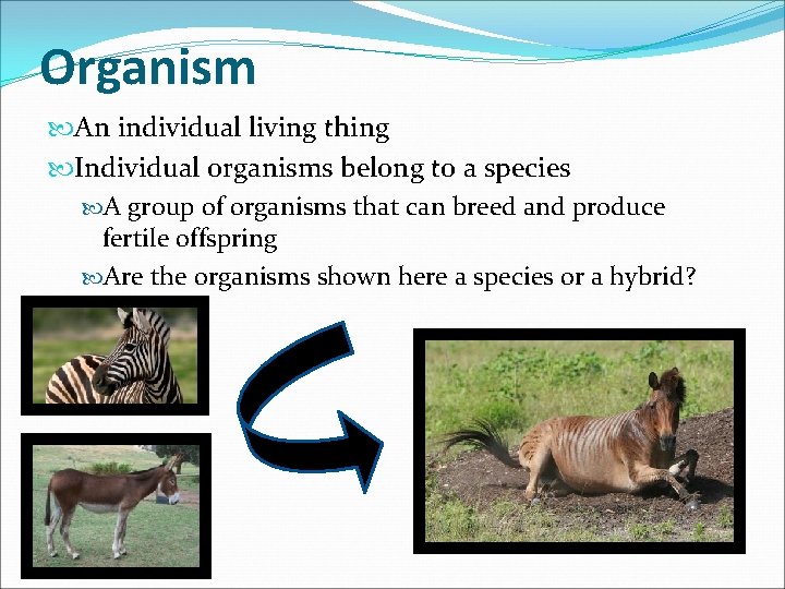 Chapter 3 The Biosphere Section 3 1 What