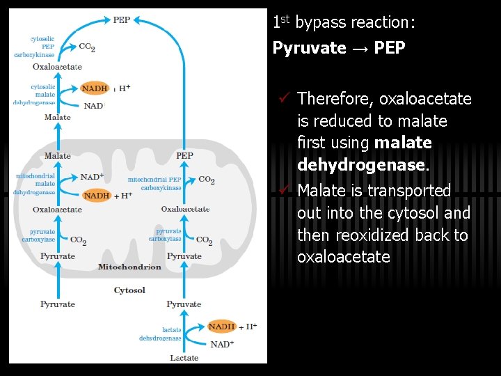 Glycolysis Allowed abbreviations Glucose NA Glucose 6 phosphate