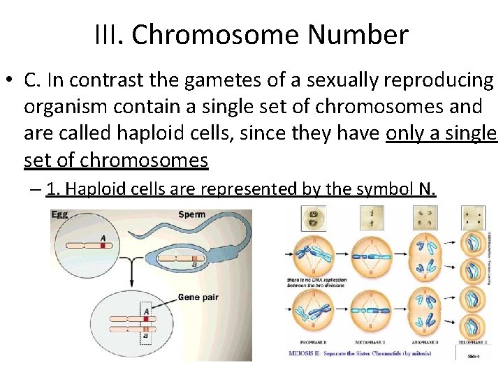 Meiosis I Location of Chromosomes A Gregor Mendel