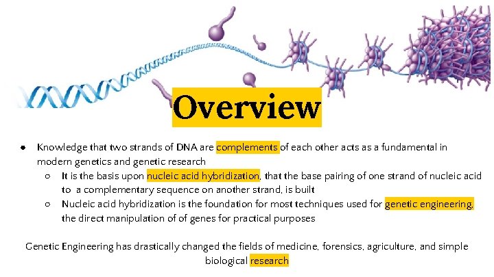 Chapter 13 The Molecular Basis of Inheritance Concept