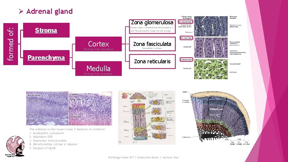 Adrenal gland Red important Black in malefemale slides