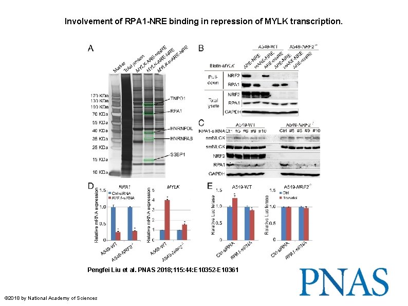 RPA 1 binding to NRF 2 switches AREdependent