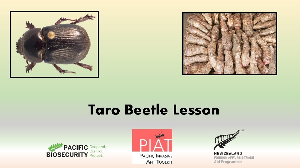Taro Beetle Lesson Kam na mauri What are