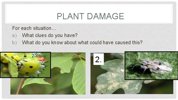 PLANT DAMAGE For each situation a What clues