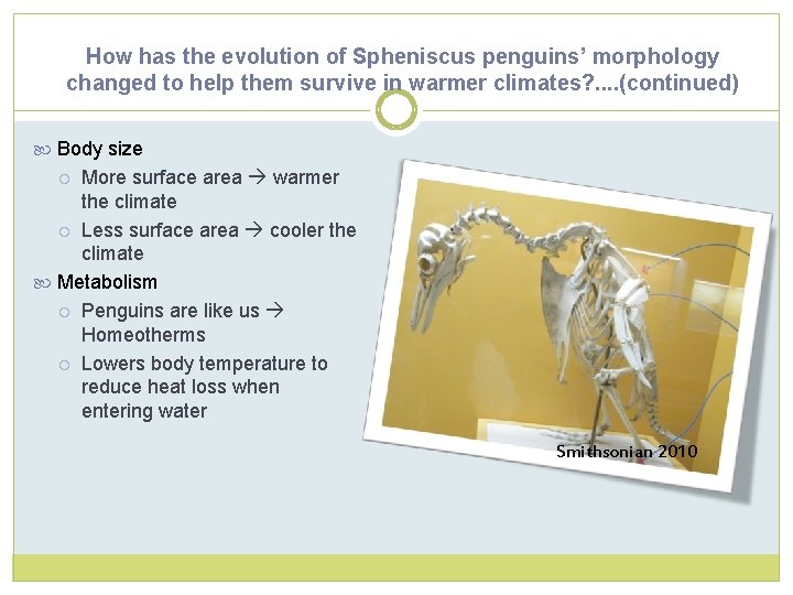 The Morphological Evolution and Geographic Distribution of Spheniscus
