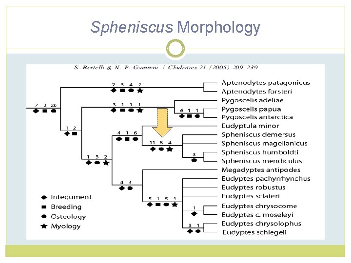 The Morphological Evolution and Geographic Distribution of Spheniscus