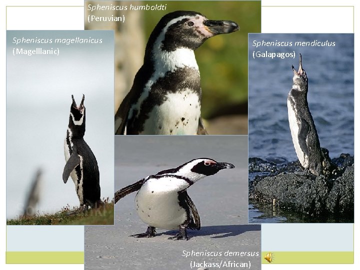 The Morphological Evolution and Geographic Distribution of Spheniscus