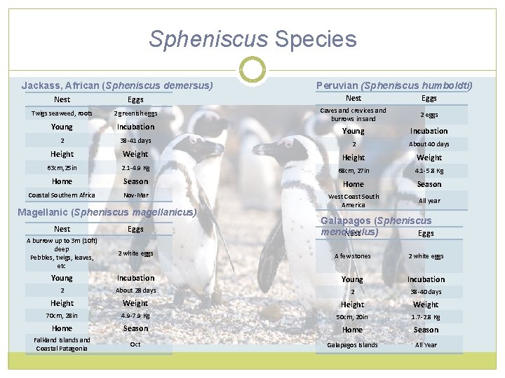 The Morphological Evolution and Geographic Distribution of Spheniscus