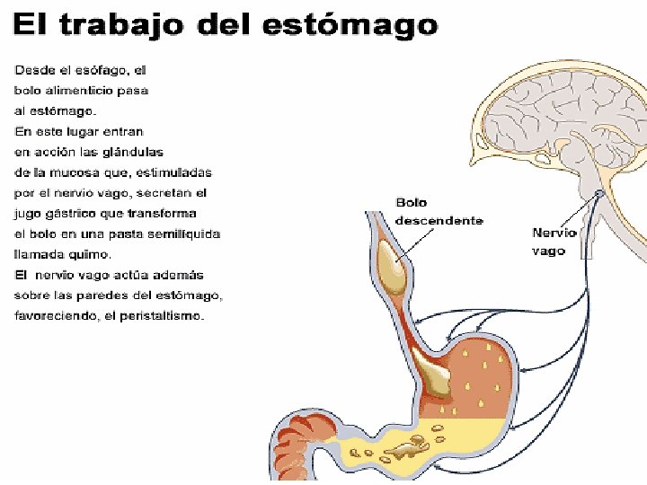 SISTEMA DIGESTIVO 1 BOCA FARINGE ESOFAGO TRAQUEA ESTOMAGO