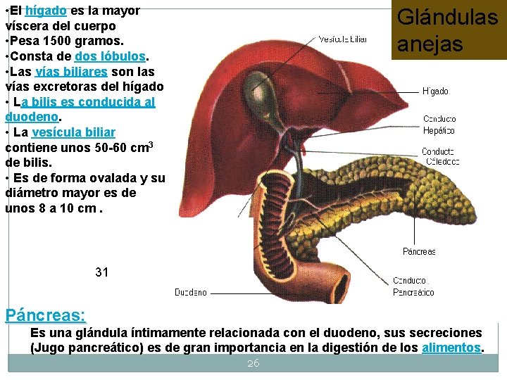SISTEMA DIGESTIVO 1 BOCA FARINGE ESOFAGO TRAQUEA ESTOMAGO