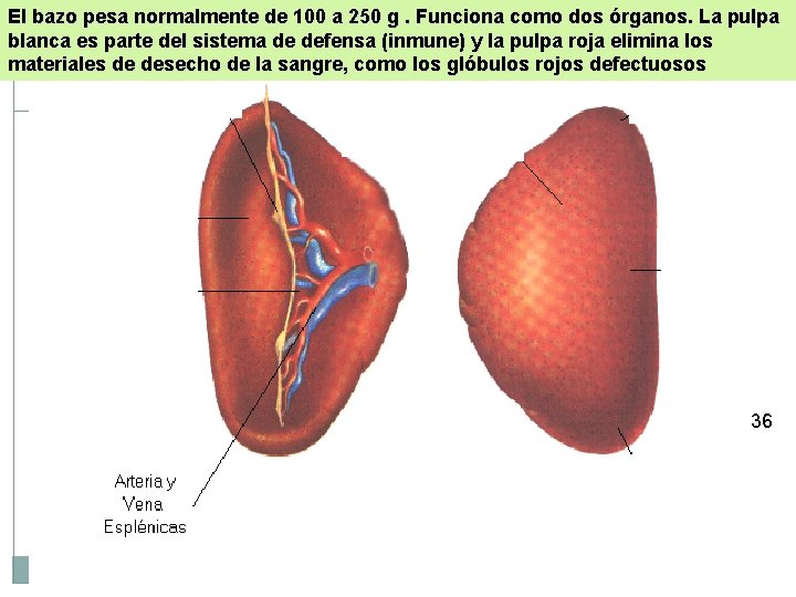 SISTEMA DIGESTIVO 1 BOCA FARINGE ESOFAGO TRAQUEA ESTOMAGO