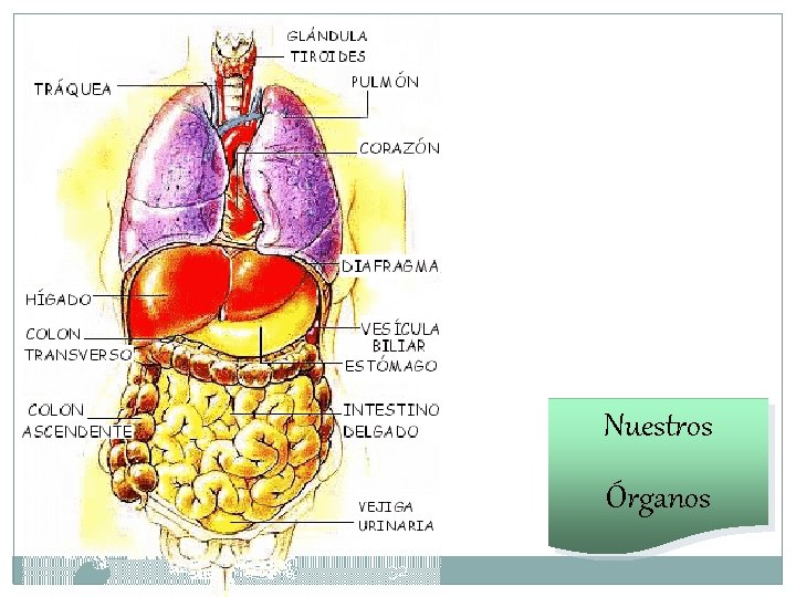 SISTEMA DIGESTIVO 1 BOCA FARINGE ESOFAGO TRAQUEA ESTOMAGO