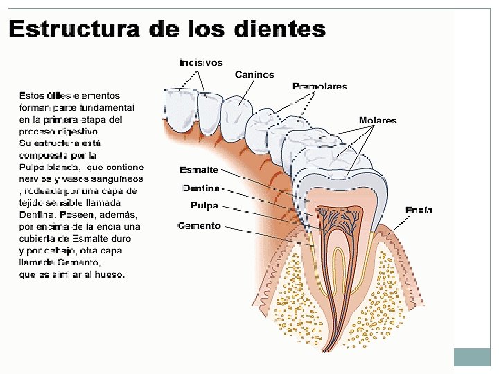 SISTEMA DIGESTIVO 1 BOCA FARINGE ESOFAGO TRAQUEA ESTOMAGO