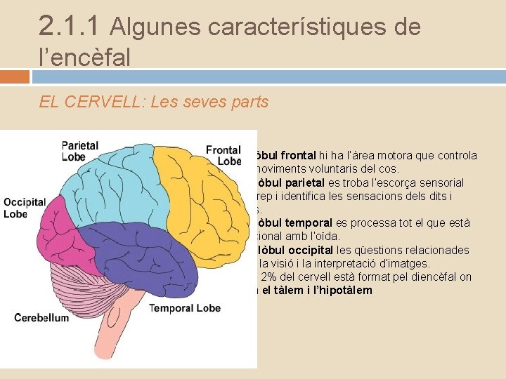T 2 LES BASES FISIOLGIQUES DE 1 2