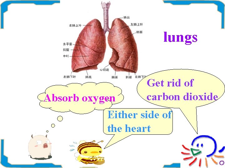 Warmup Key words The Body ankle brain eye