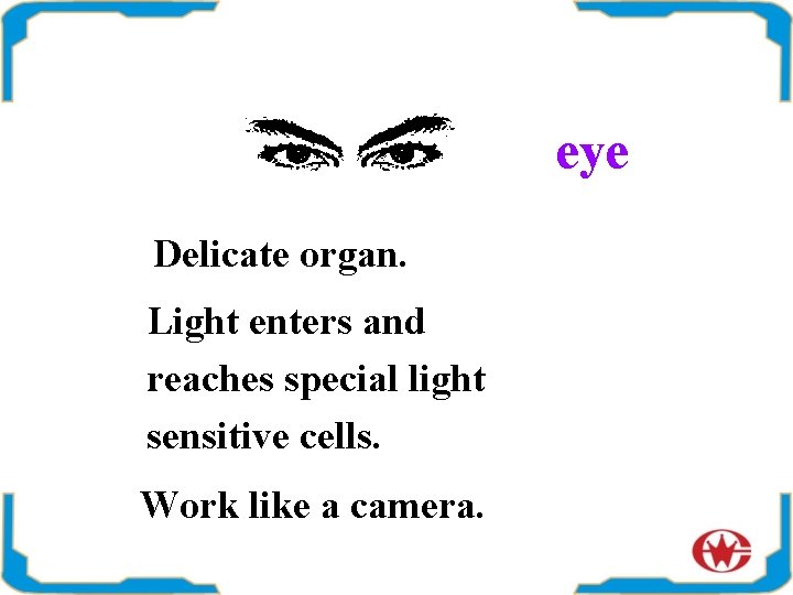 Warmup Key words The Body ankle brain eye