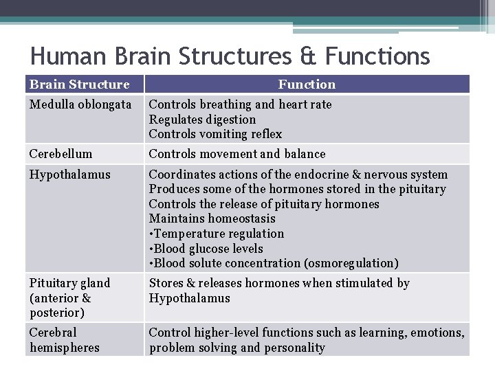 Option A 2 The Human Brain Development of