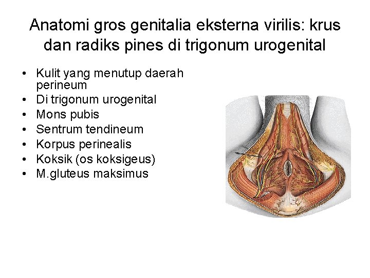 Perineum terbagi menjadi dua segitiga Segitiga depan trigonum