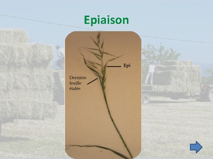 EXPLOITATION DES PRAIRIES DE LA FAUCHE AU STOCKAGE