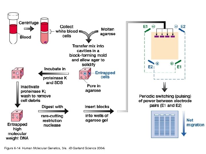 Chapter Six Nucleic Acid Hybridization Principles Applications 1