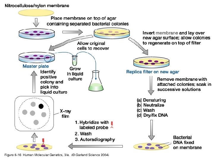 Chapter Six Nucleic Acid Hybridization Principles Applications 1