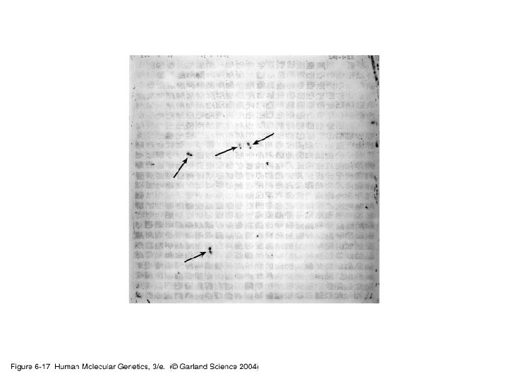 Chapter Six Nucleic Acid Hybridization Principles Applications 1