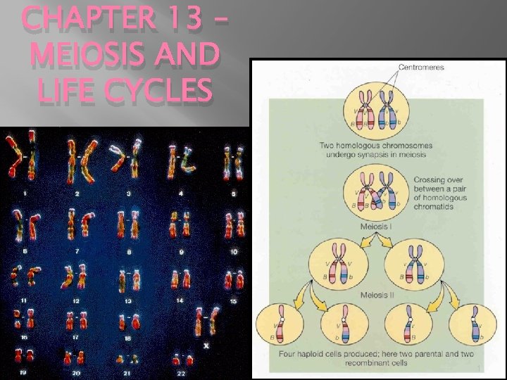 CHAPTER 13 MEIOSIS AND LIFE CYCLES 1 Introductory