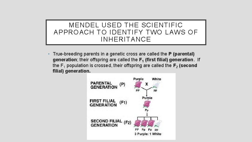 CHAPTER 14 MENDEL AND THE GENE IDEA MENDEL