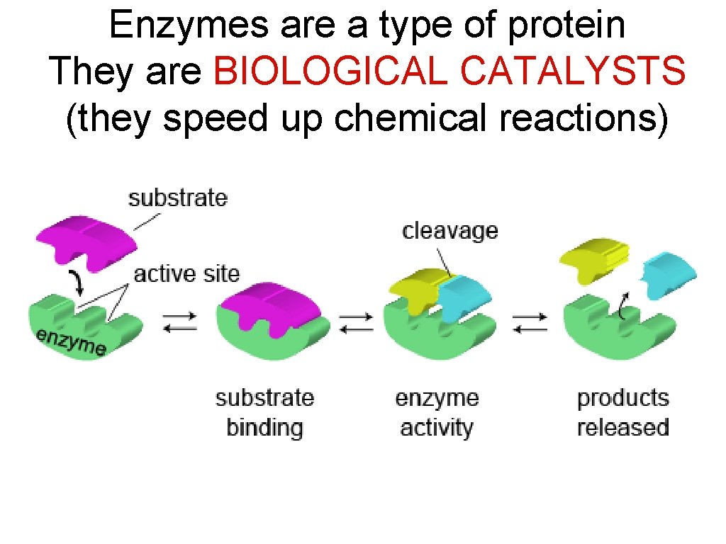 Smart TeachB 2 Topic 4 Proteins Enzymes and
