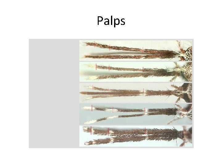 Malaria entomology training Morphological identification of Anopheles ...