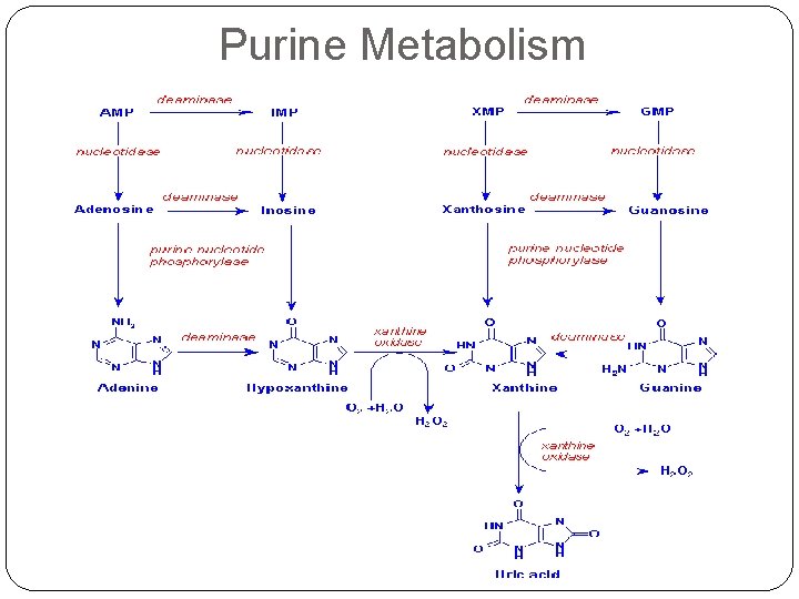 GOUT Bill Cayley MD MDiv Tracy Geiger MD