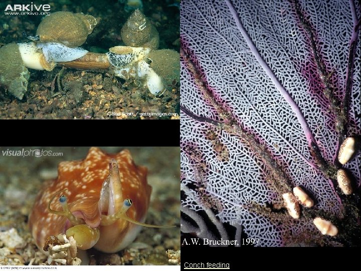 Fig 9 1 I Mollusca More species 50