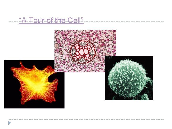 A Tour of the Cell Kinds of Cells