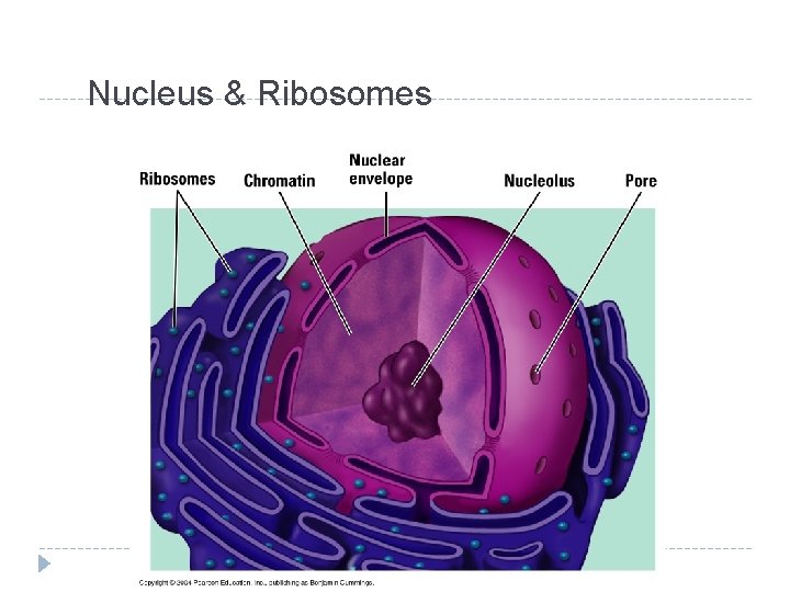A Tour of the Cell Kinds of Cells