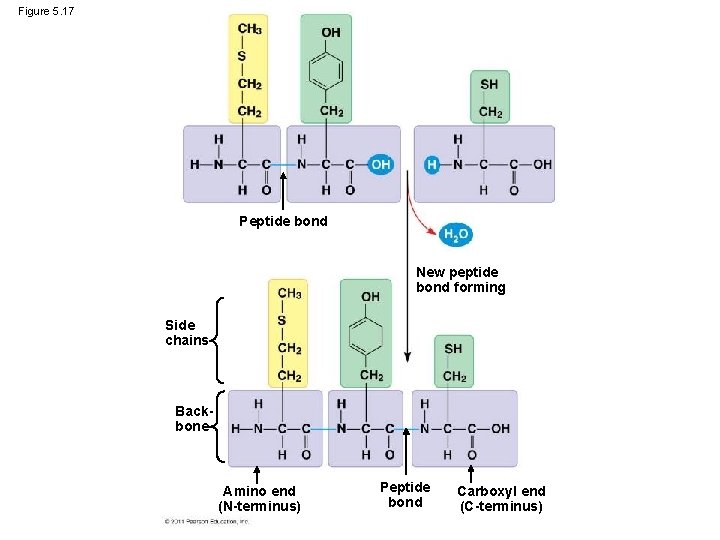 Chapter 5 part 2 The Structure and Function