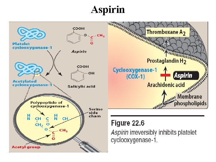 Antiplatelets Anticoagulants Drugs Thrombolytics Platelet Aggregation ...