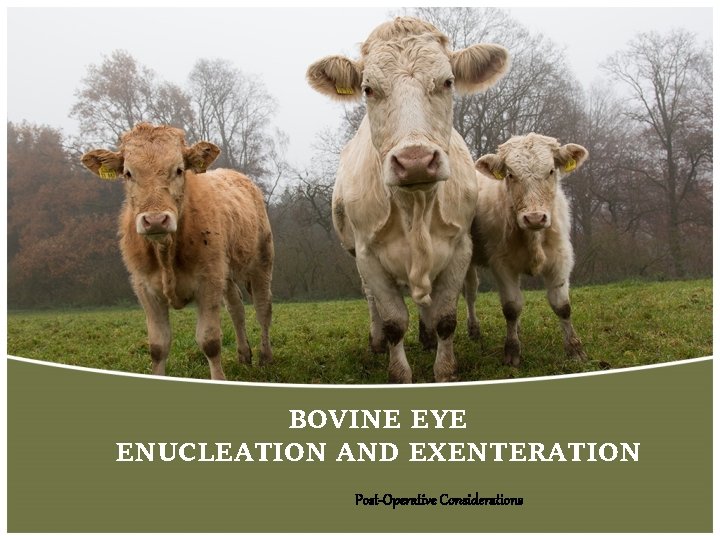 BOVINE EYE ENUCLEATION AND EXENTERATION PostOperative Considerations ...