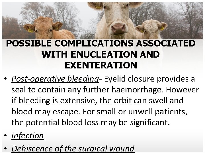 BOVINE EYE ENUCLEATION AND EXENTERATION PostOperative Considerations ...