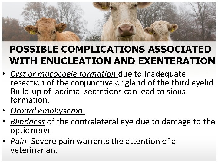 BOVINE EYE ENUCLEATION AND EXENTERATION PostOperative Considerations ...