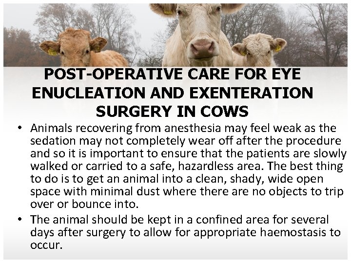 BOVINE EYE ENUCLEATION AND EXENTERATION PostOperative Considerations ...